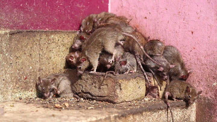 Ratas en la India: adoradas como deidades y vendidas por su carne - 26 ...