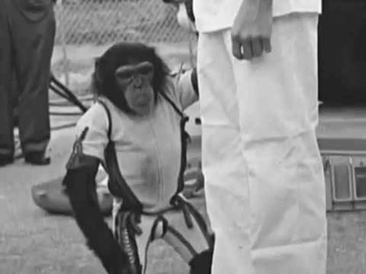La historia del mono Juan, el primer astronauta argentino, mira el ...