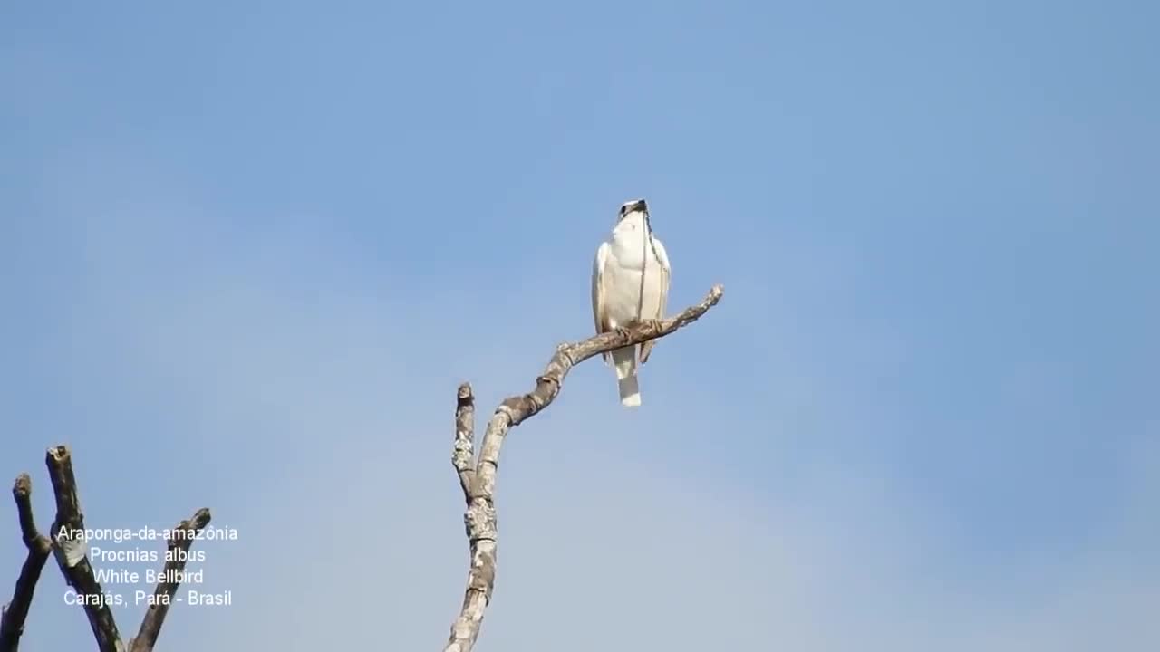 VIDEO: el pájaro que canta más fuerte en el mundo busca pareja. - 22/10 ...