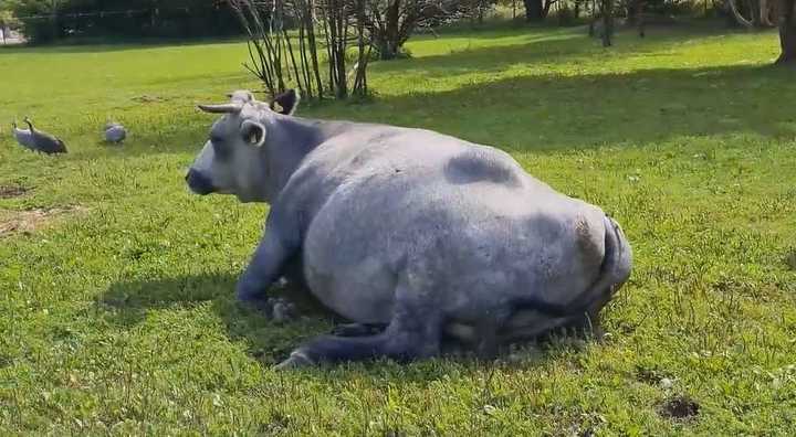 Video. Las increíbles vacas azules que se han salvado de la extinción ...